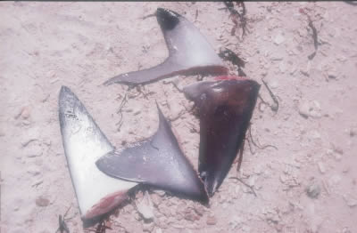 Shark fin imports to world’s biggest market drop by third | WWF