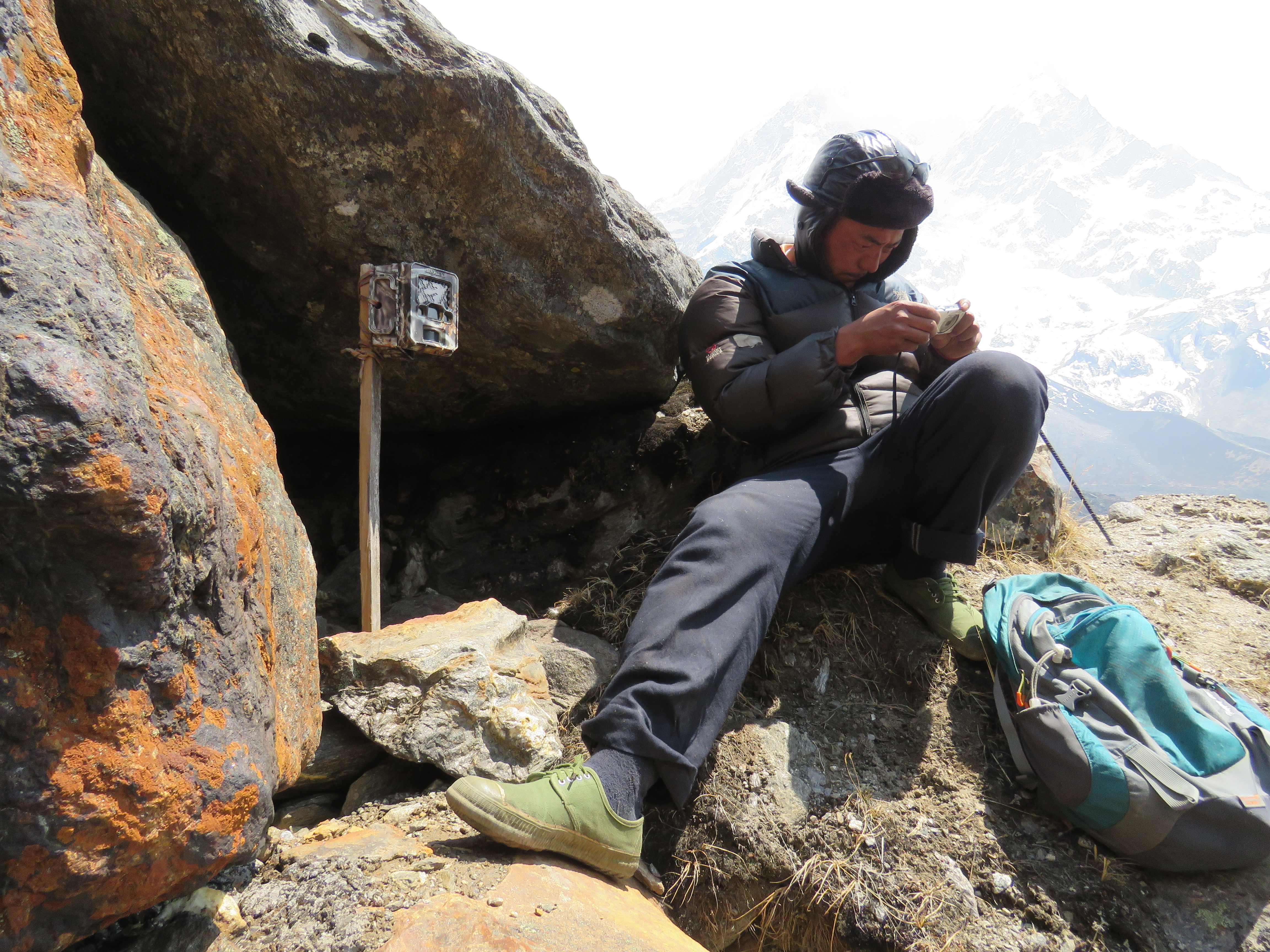 First female snow leopard GPS-collared in Nepal paves way for new ...