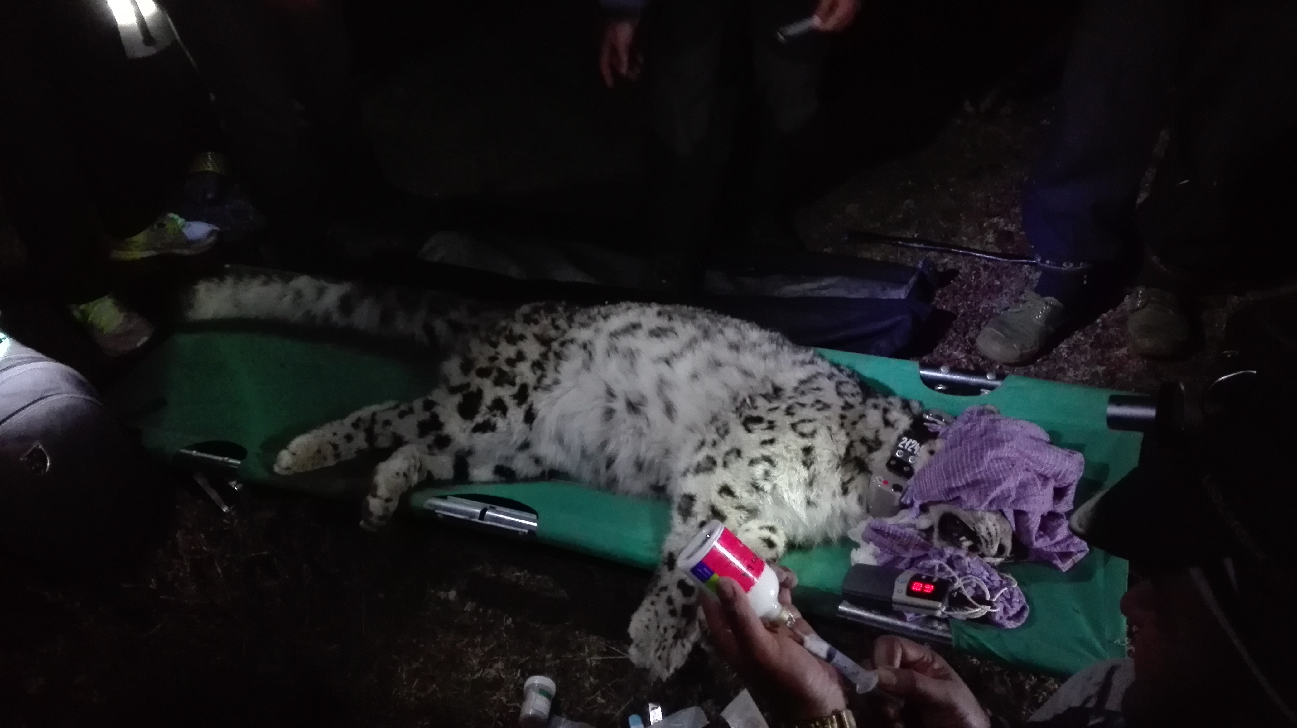 First female snow leopard GPS-collared in Nepal paves way for new ...
