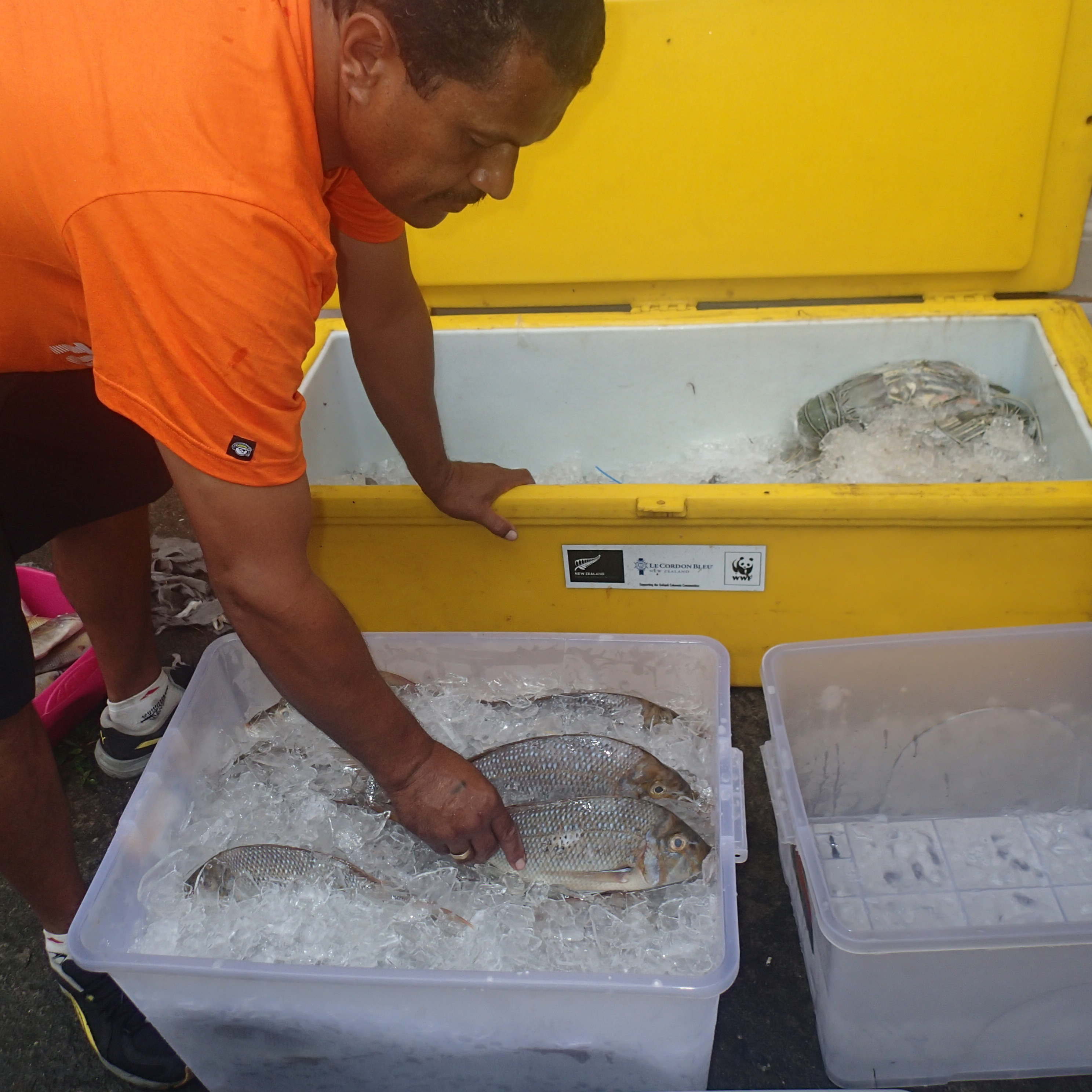 Ice an important element in proper post-harvest seafood handling | WWF