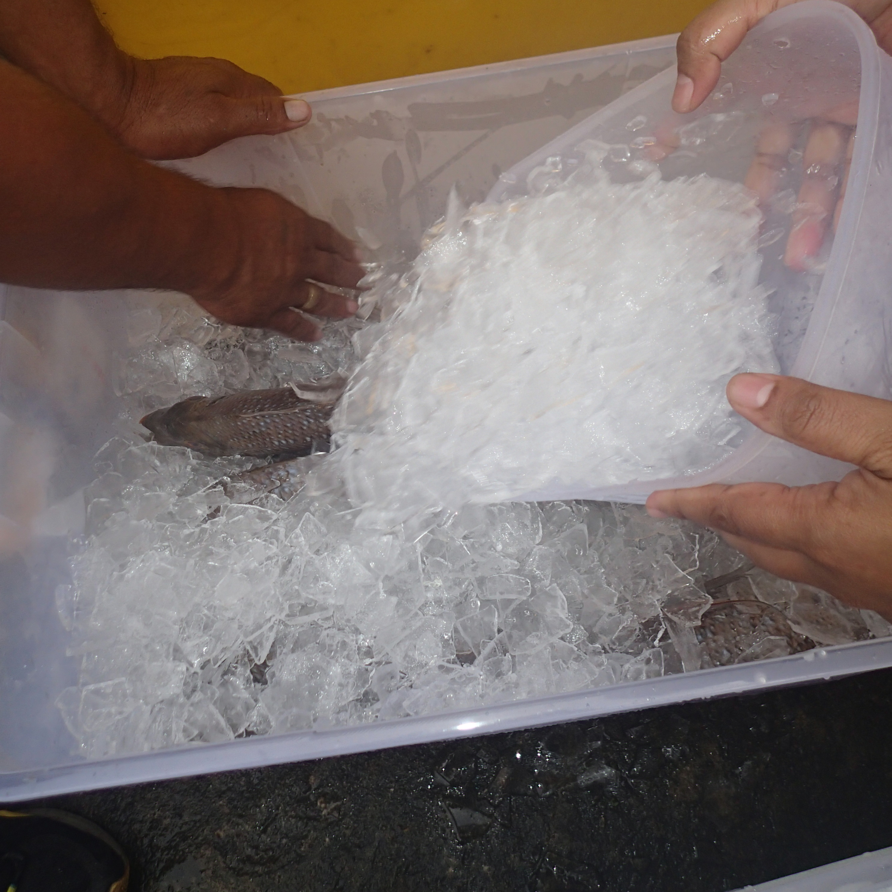 Ice an important element in proper post-harvest seafood handling | WWF