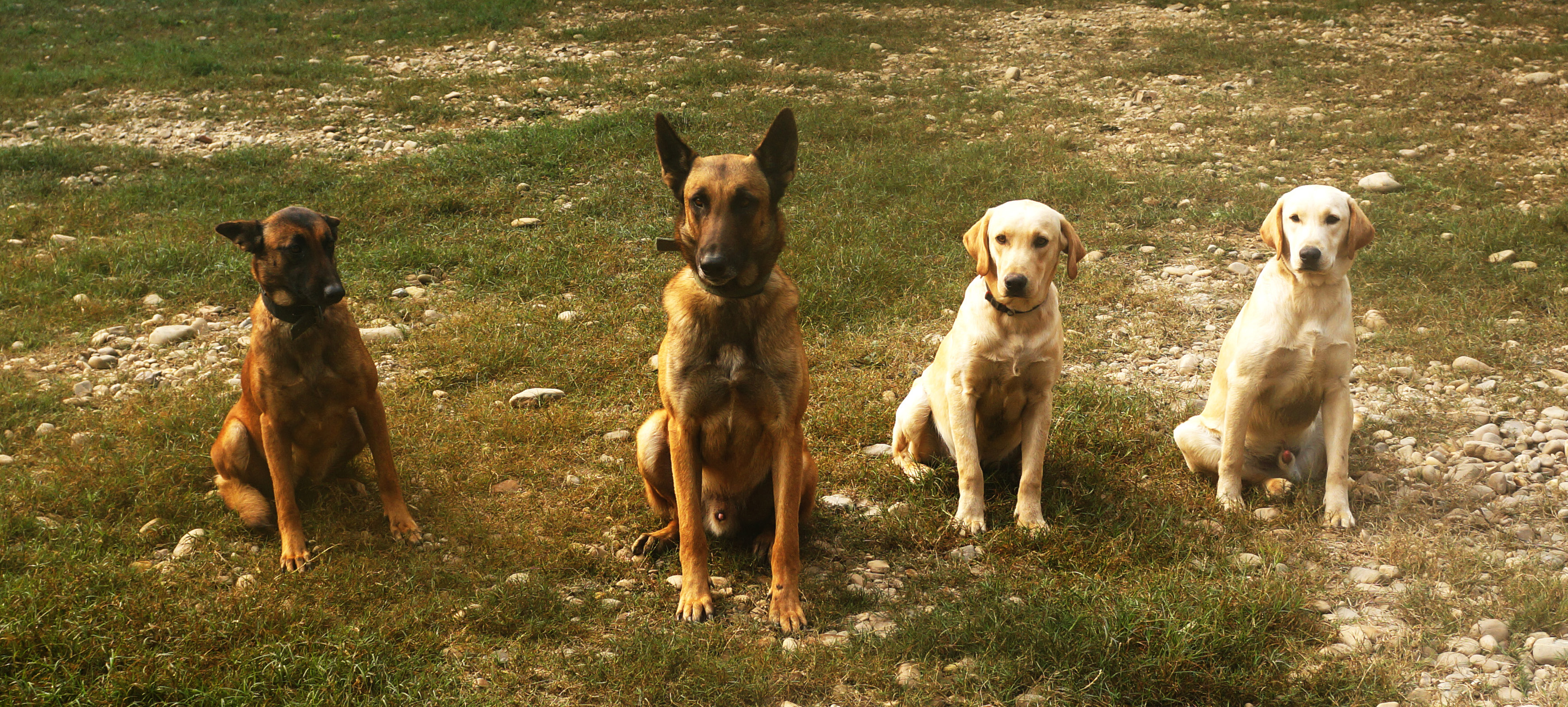 Two more Sniffer Dogs added in Chitwan National Park | WWF