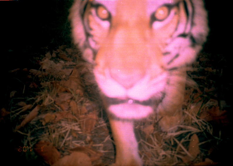 Factsheet: Tigers | WWF