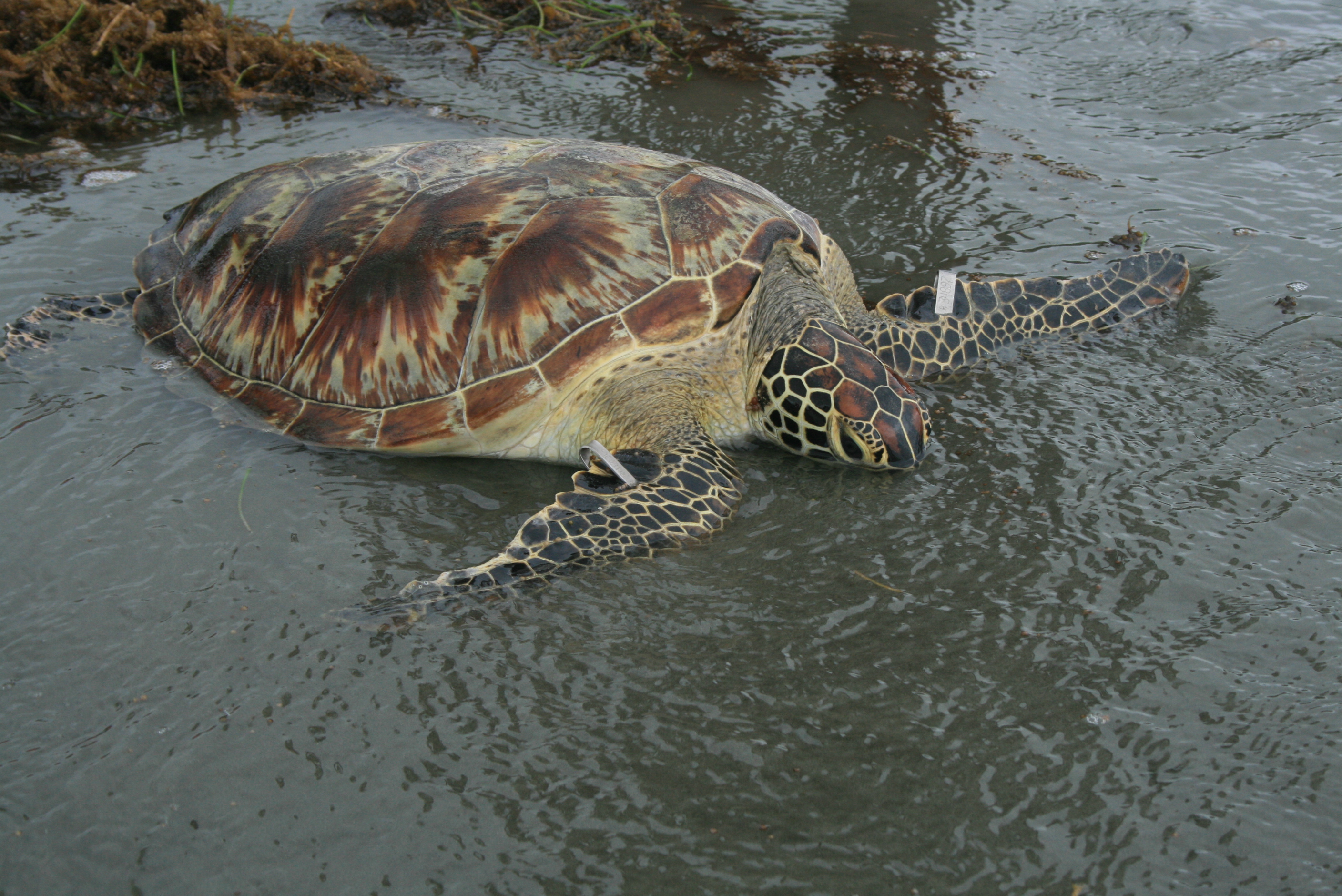 Turtle Killings a Concern | WWF