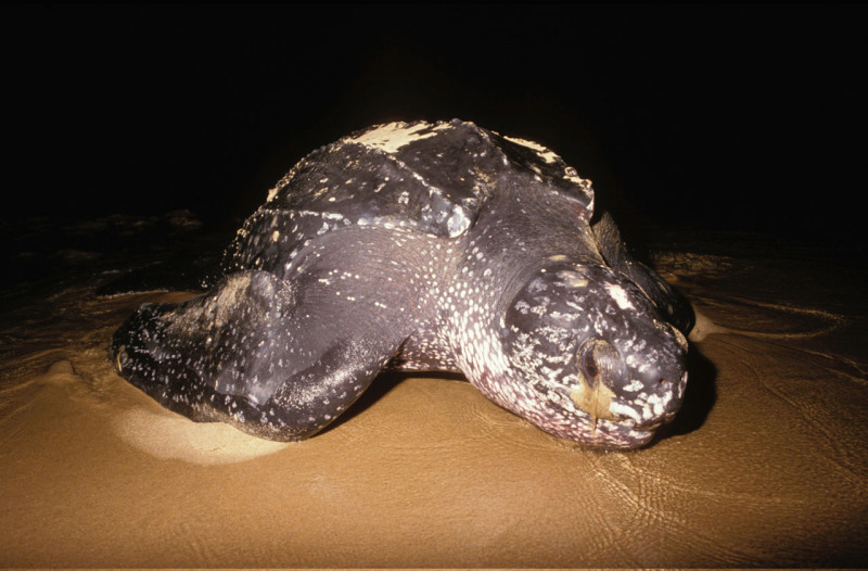 The Day Tutuwalu Visited Yadua | WWF