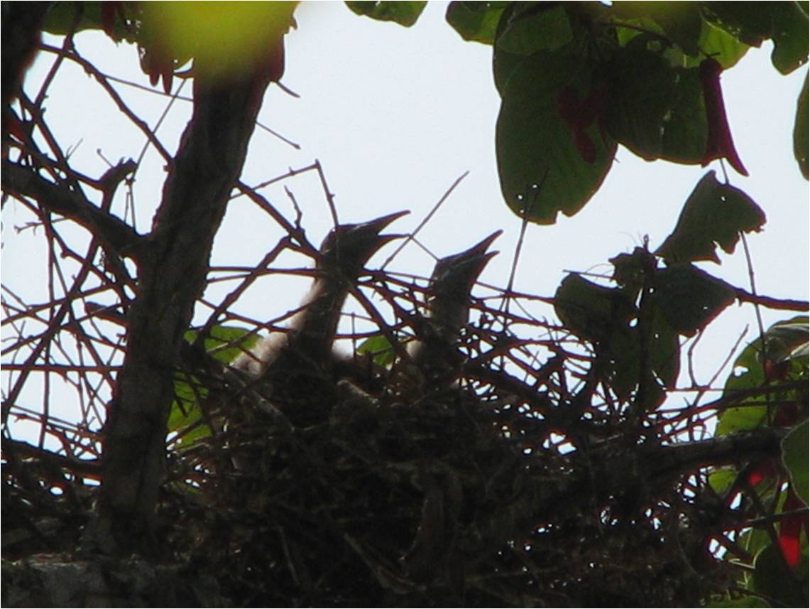 Mekong biodiversity hotspot supports the third largest population of ...