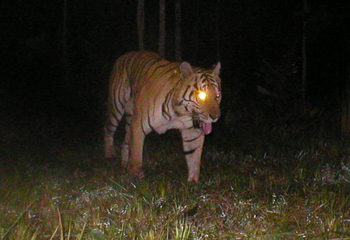 New study reveals scale of persistent illegal tiger trade | WWF