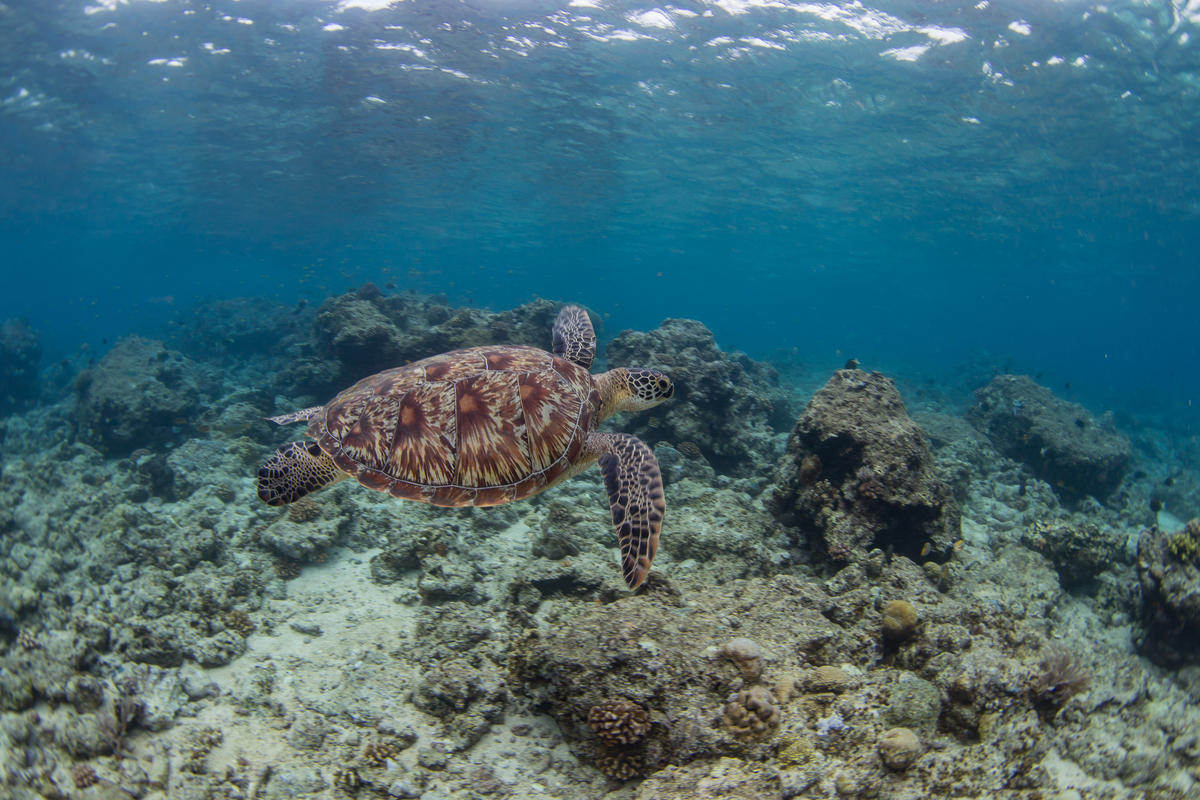 Protecting Turtles in the Pacific (Part 1) | WWF