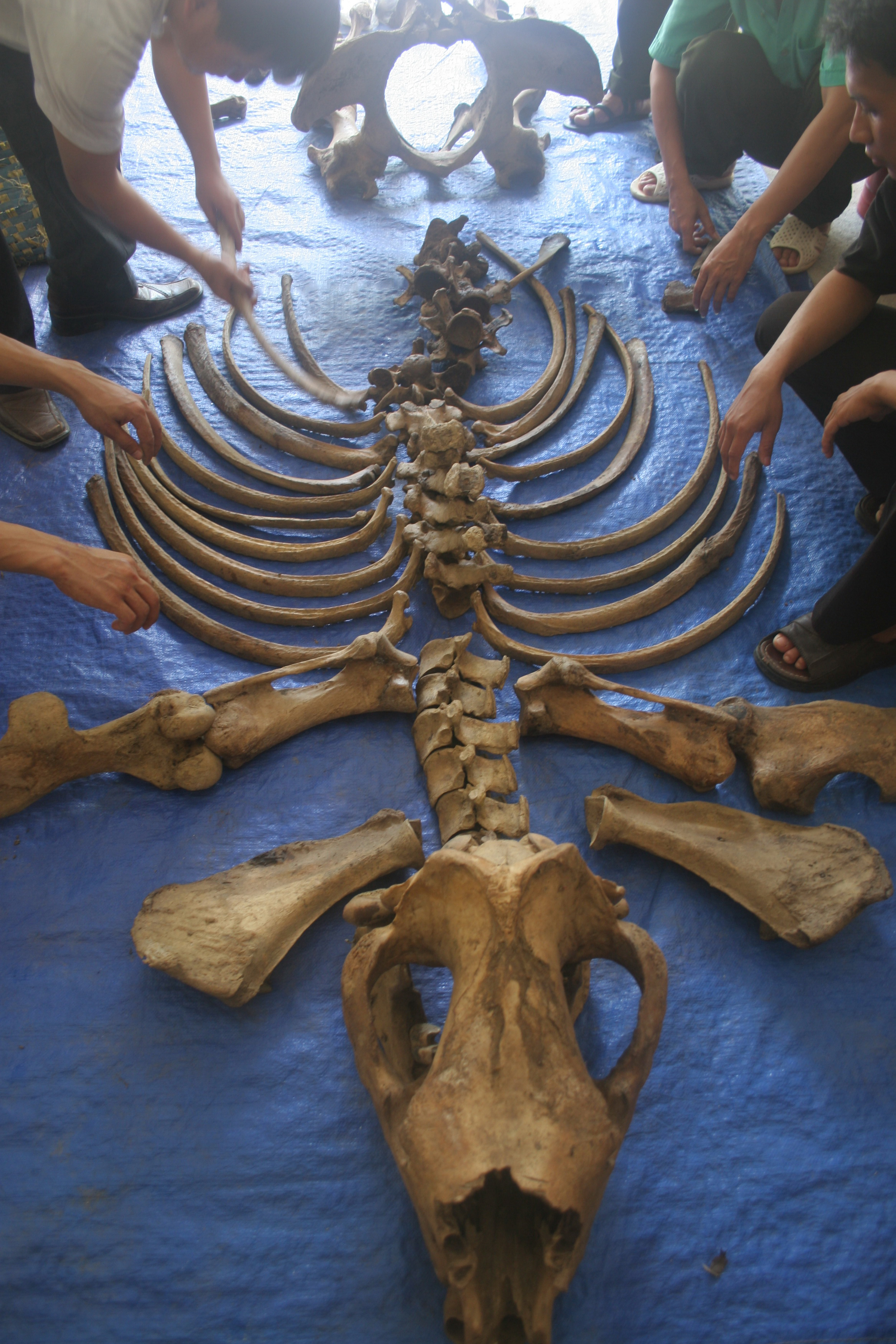 Rare Javan rhino found dead in Vietnam | WWF