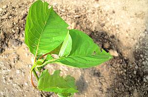 one million trees in Lumbini, birthplace of Lord Buddha | WWF